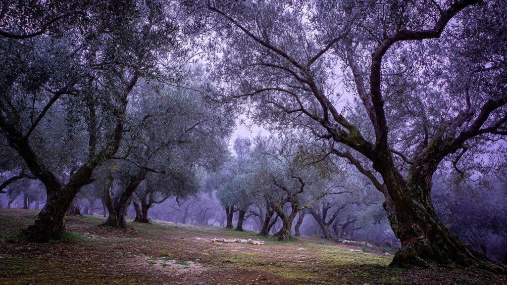 Ancient Wisdom of the Silver Leaf - The Secret to Perpetual Renewal ...